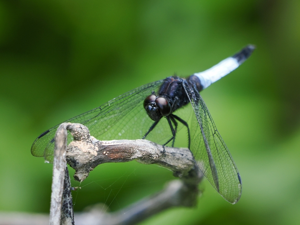 Blue-tailed Forest Hawk in July 2023 by ivanhsiu · iNaturalist