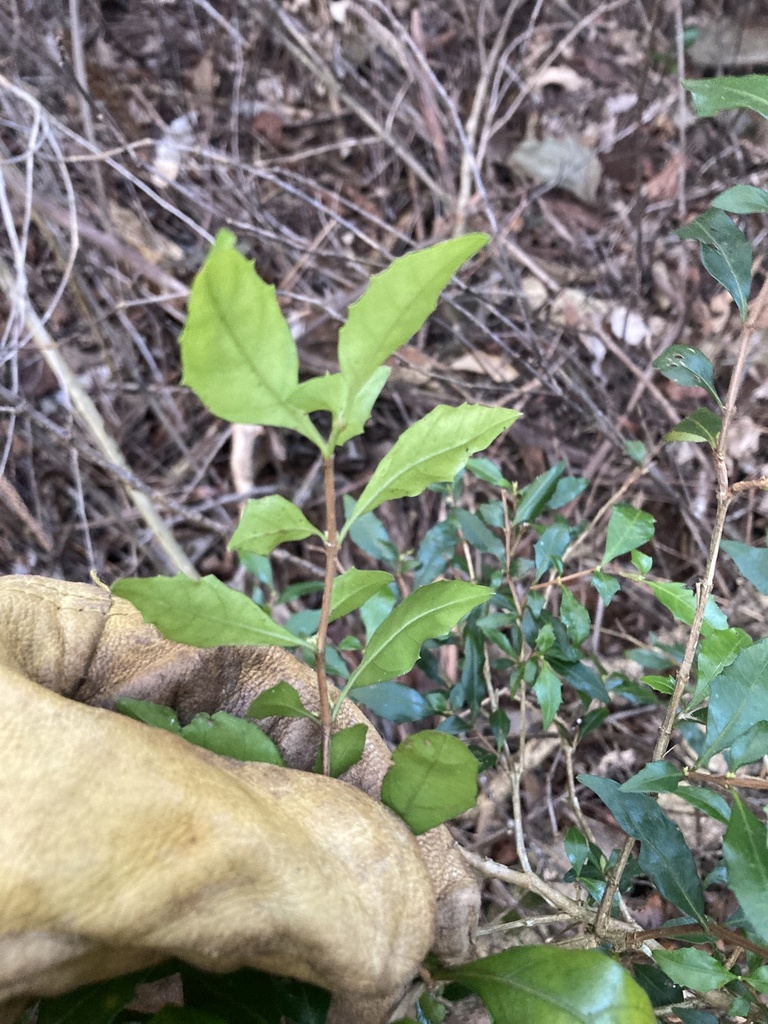 samford holly in May 2023 by Christopher M. F. Dower. Growing at a ...