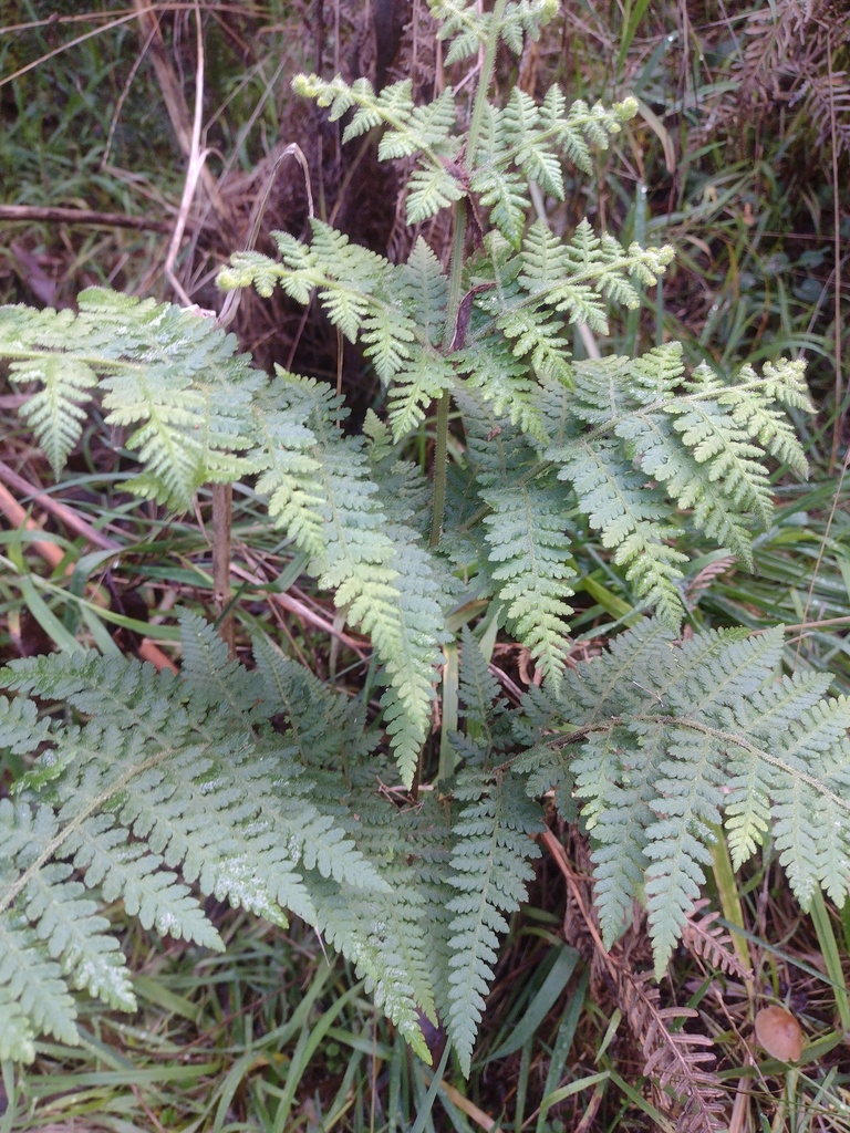 Harsh Ground-fern from Red Hill VIC 3937, Australia on June 21, 2023 at ...