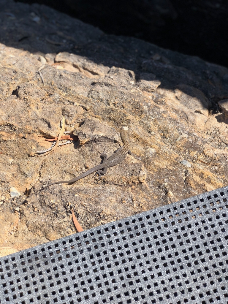 Freckled Monitor from Cobbold Gorge on July 21, 2023 at 12:30 PM by ...