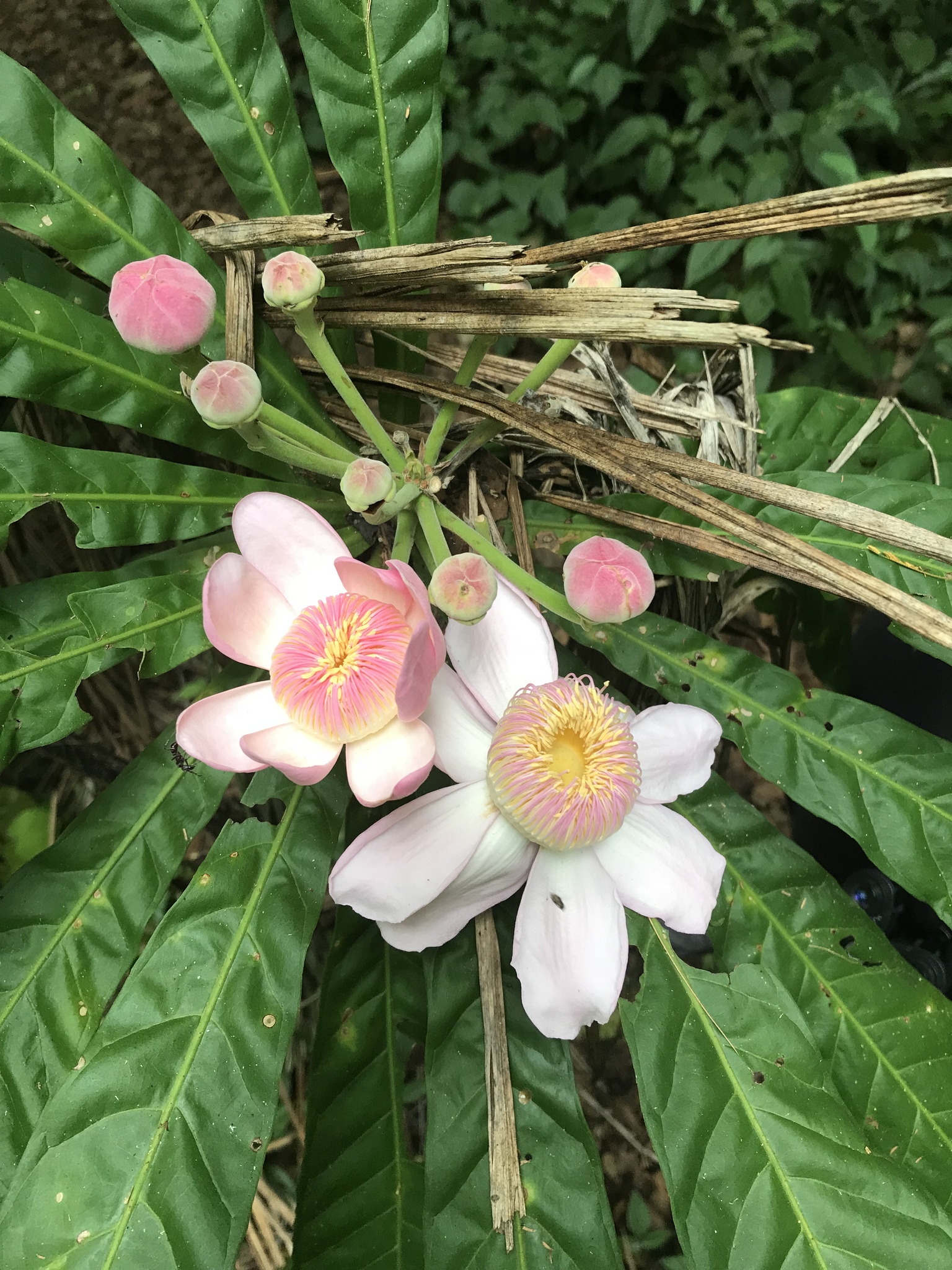 Gustavia angustifolia Benth.