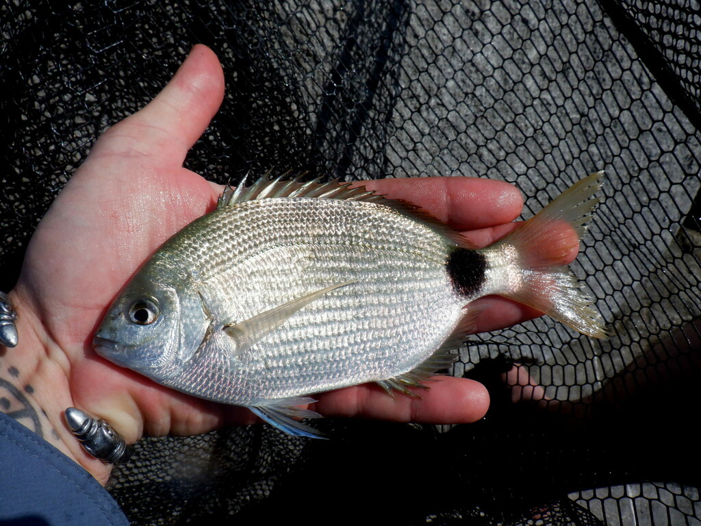 Spottail Seabream from Destin, FL 32541, USA on July 28, 2020 at 12:11 ...