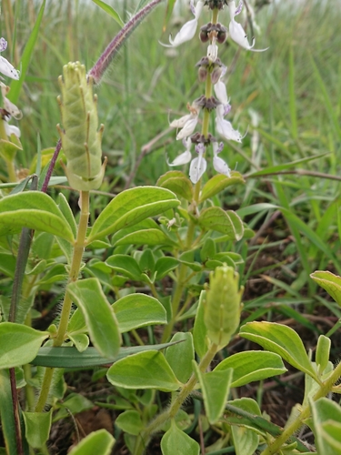 Penther Spurflower (Coleus pentheri) · iNaturalist