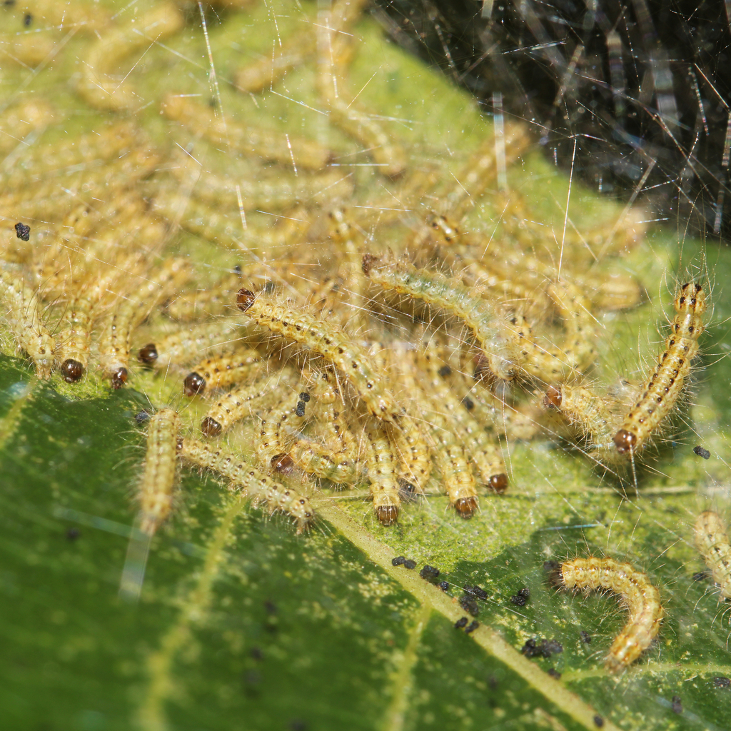 Fall Webworm Moth from Carroll County, MD, USA on July 18, 2023 at 01: ...
