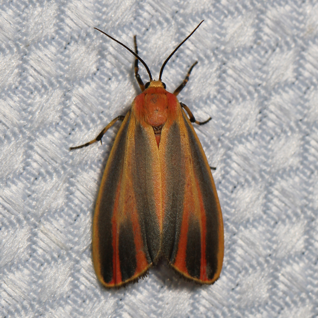 Painted Lichen Moth from Carroll County, MD, USA on July 18, 2023 at 10 ...