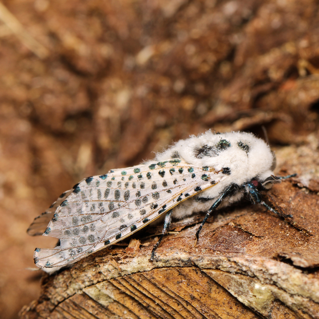 Wood Leopard Moth from Carroll County, MD, USA on July 18, 2023 at 10: ...