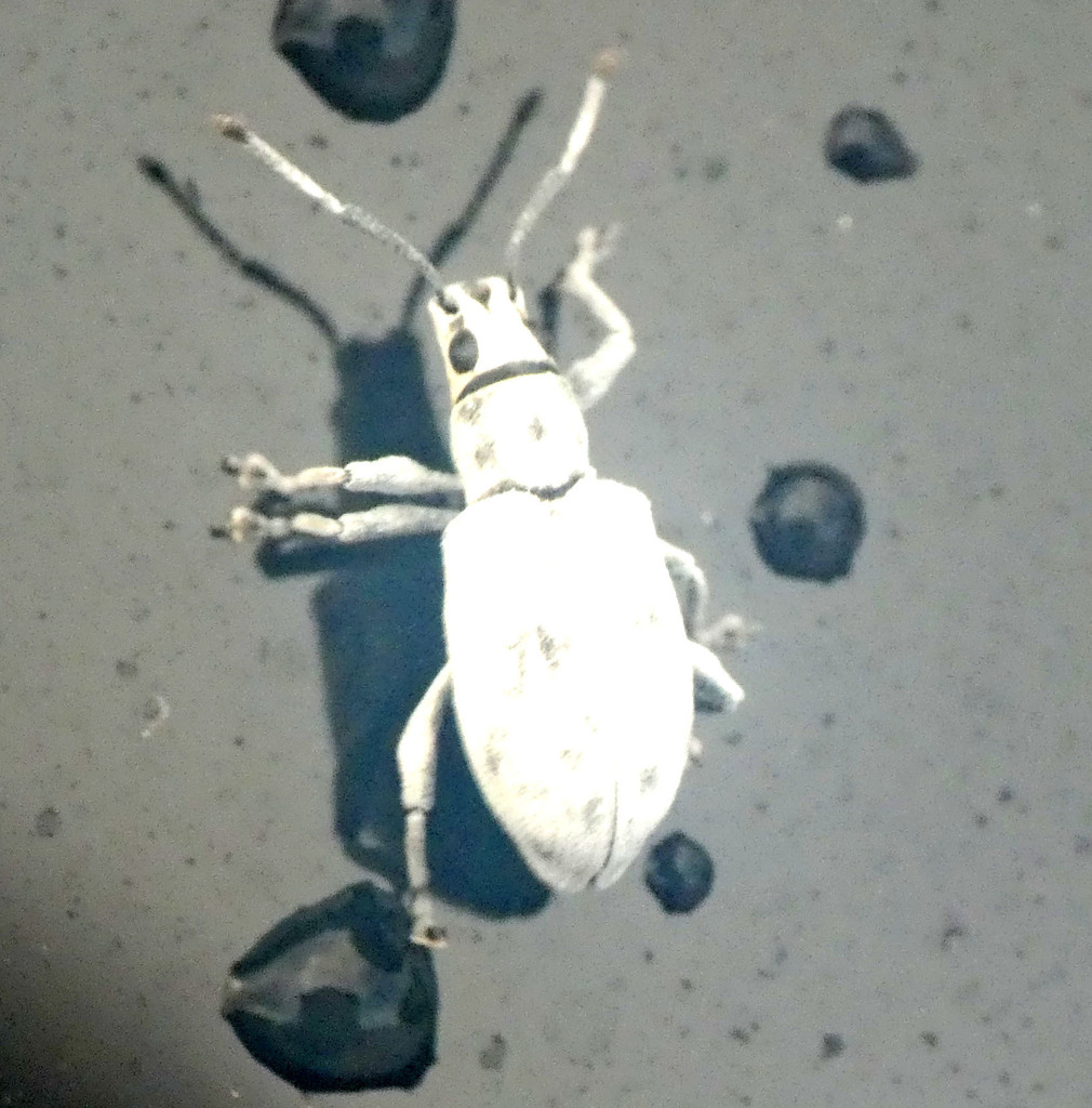 Sri Lanka Weevil from Wellington, FL, USA on July 20, 2023 at 07:36 AM ...