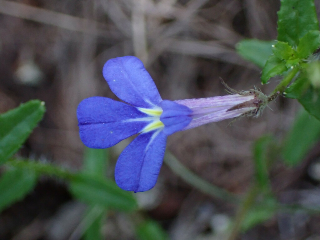 Rough Lobelia from Brenton-on-Sea, 6570, South Africa on July 16, 2023 ...