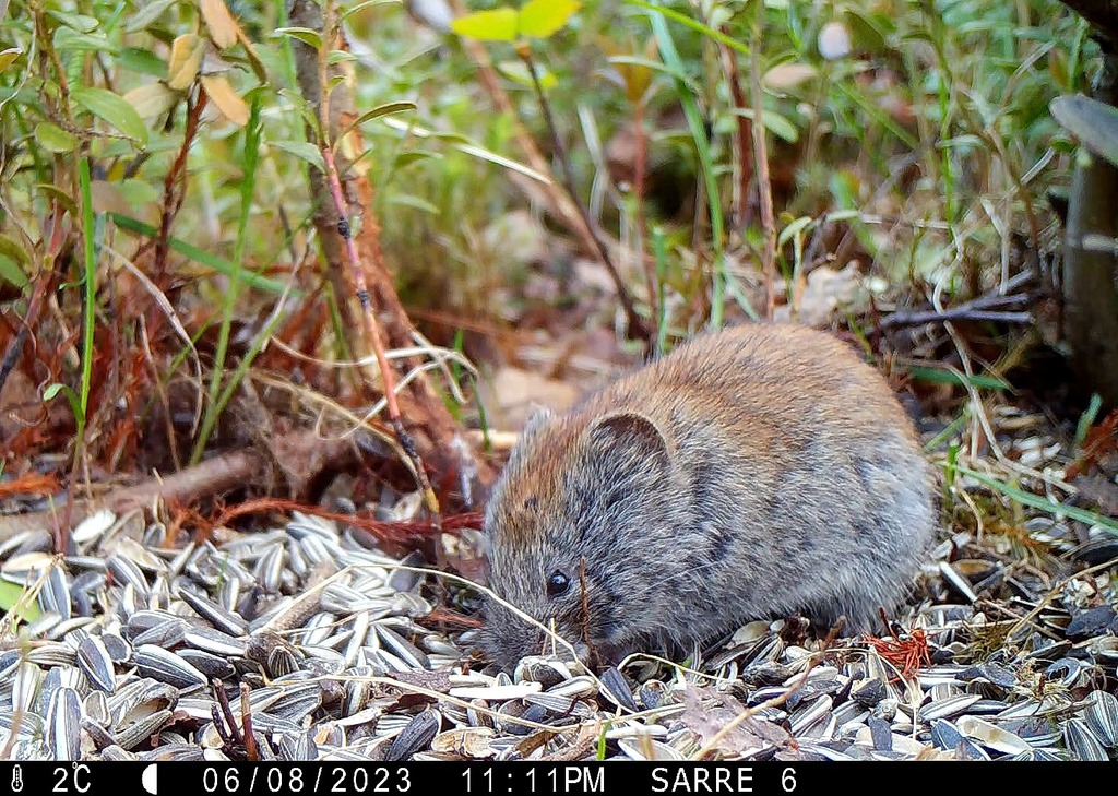 Grey Red-backed Vole from Holmfjell, Tana, Norge on June 8, 2023 at 11: ...