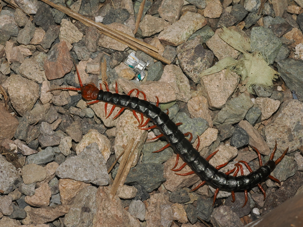 Chinese Red-headed Centipede from 东海, CN on July 21, 2023 at 07:55 PM ...