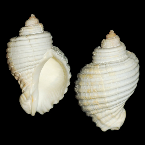 Macron aethiops · iNaturalist