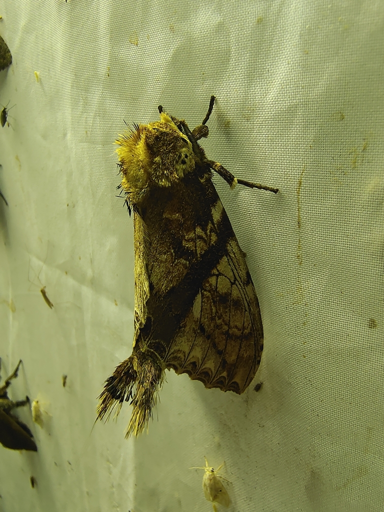 Dudusa synopla from Yichun, CN-JX, CN on July 8, 2023 at 11:43 PM by ...