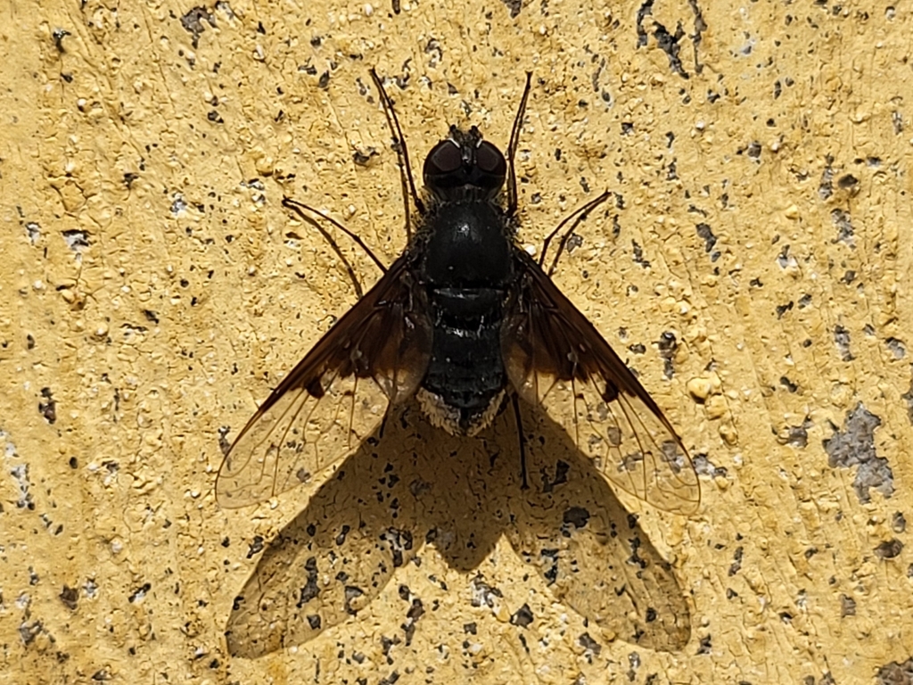 Anthrax aygulus in July 2023 by Luke Smith · iNaturalist