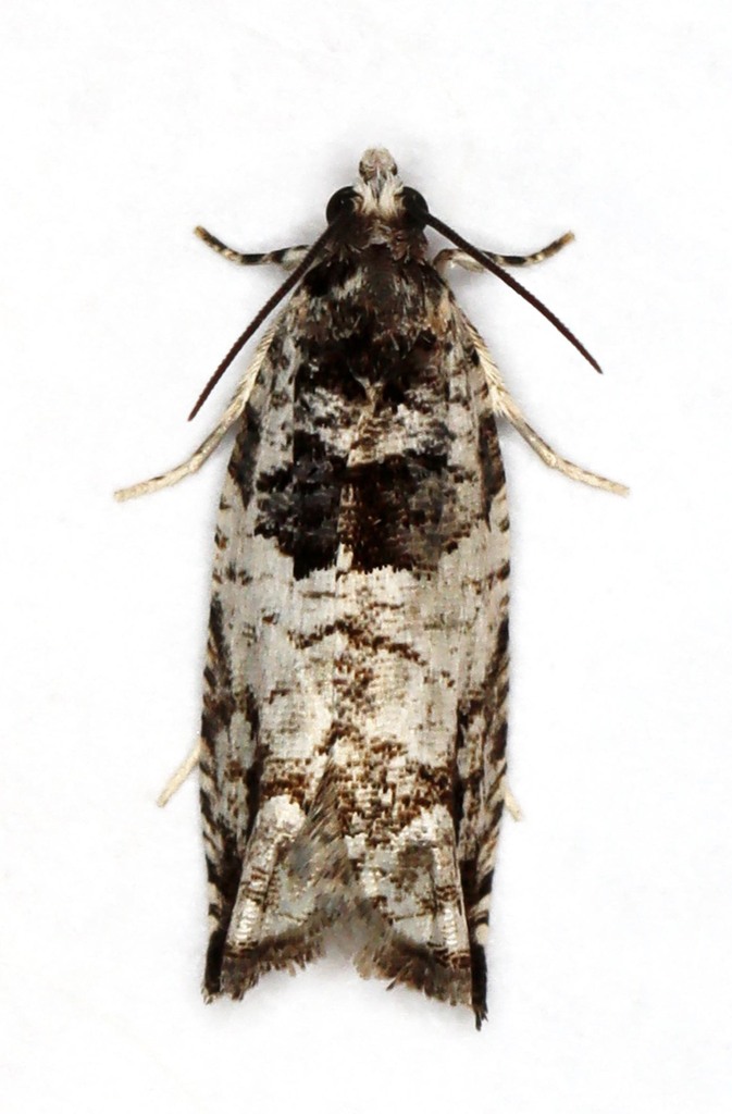 Winterberry Moth from Newfoundland and Labrador, Canada on July 21 ...
