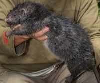 Woolly Rats (东南亚十二生肖(属)名录) · iNaturalist