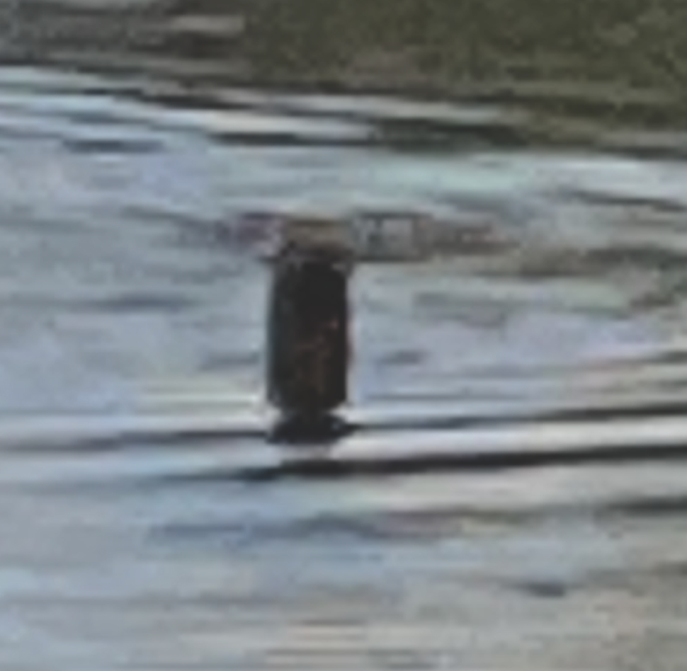 North American River Otter from Richmond Hill, ON, Canada on May 4 ...