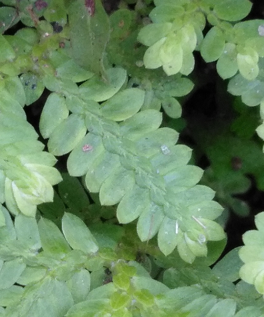 Peacock Spikemoss from Neduva on July 21, 2023 at 06:25 PM by Kenz ...