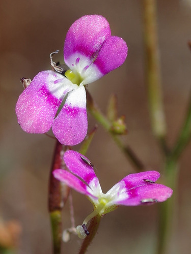 Stylidium longitubum · iNaturalist United Kingdom