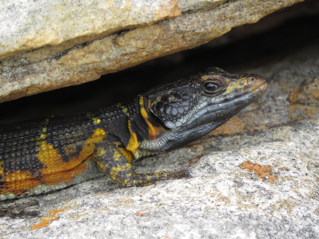 Western Cape Crag Lizard from Silvermine Nature Reserve, Cape Town ...