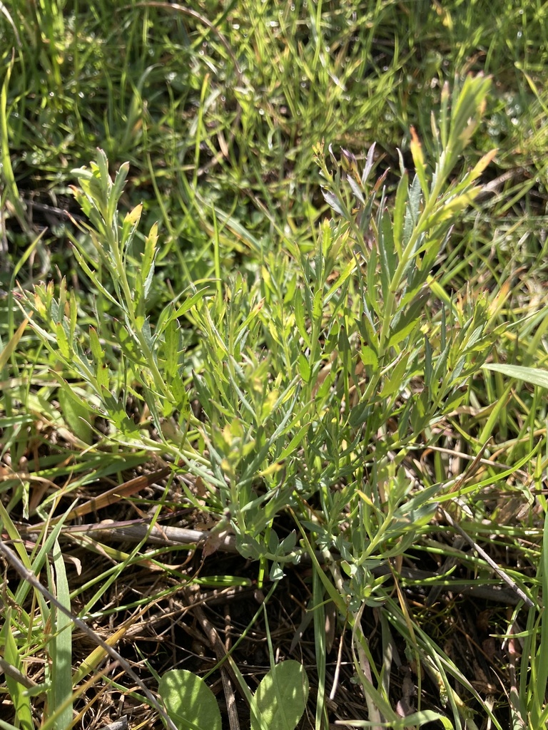 flowering plants from Creswick Swamp Wildlife Reserve, Grays Bridge ...