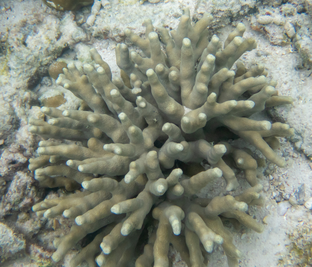 Yellow Finger Coral in July 2023 by portioid · iNaturalist