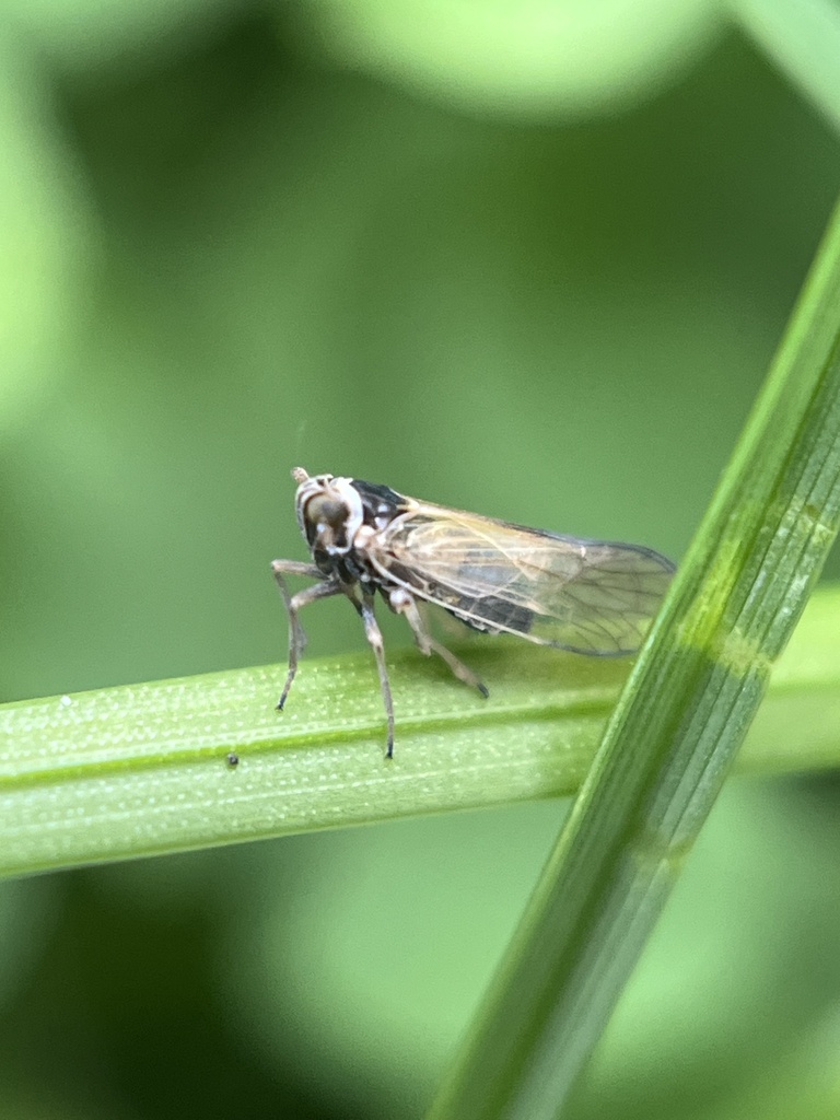 small brown planthopper in July 2023 by eyekosaeder · iNaturalist