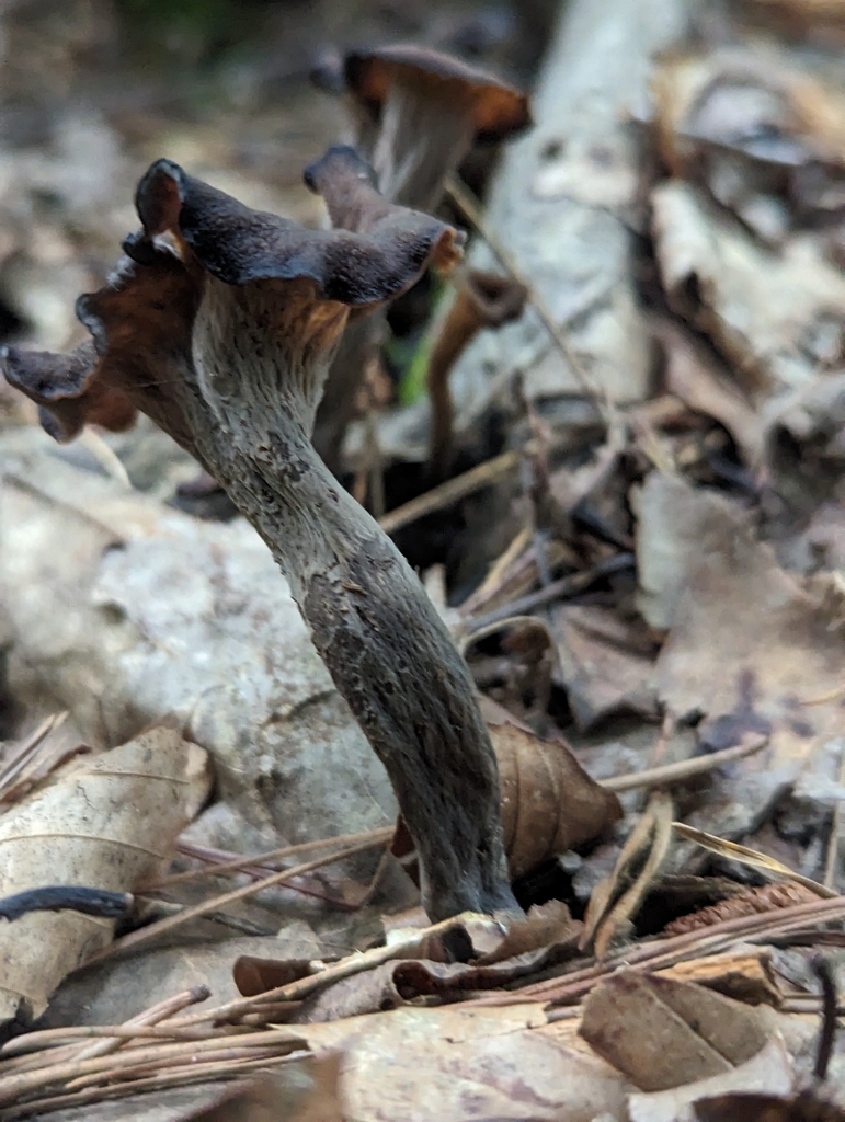 Trumpets from VXVC+GF Elephant Rock Trail, Chapel Hill, NC 27517, USA ...