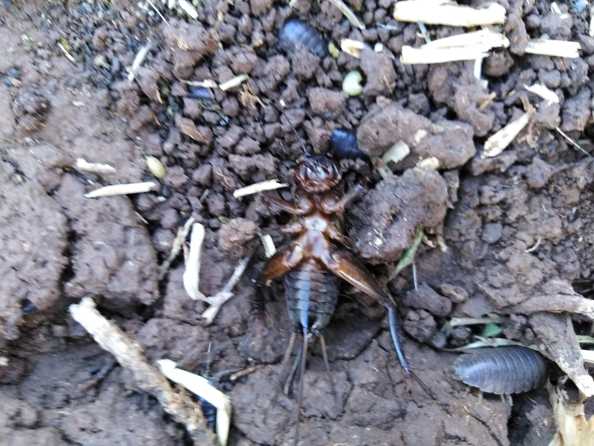 Teleogryllus oceanicus (Le Guillou, 1841)