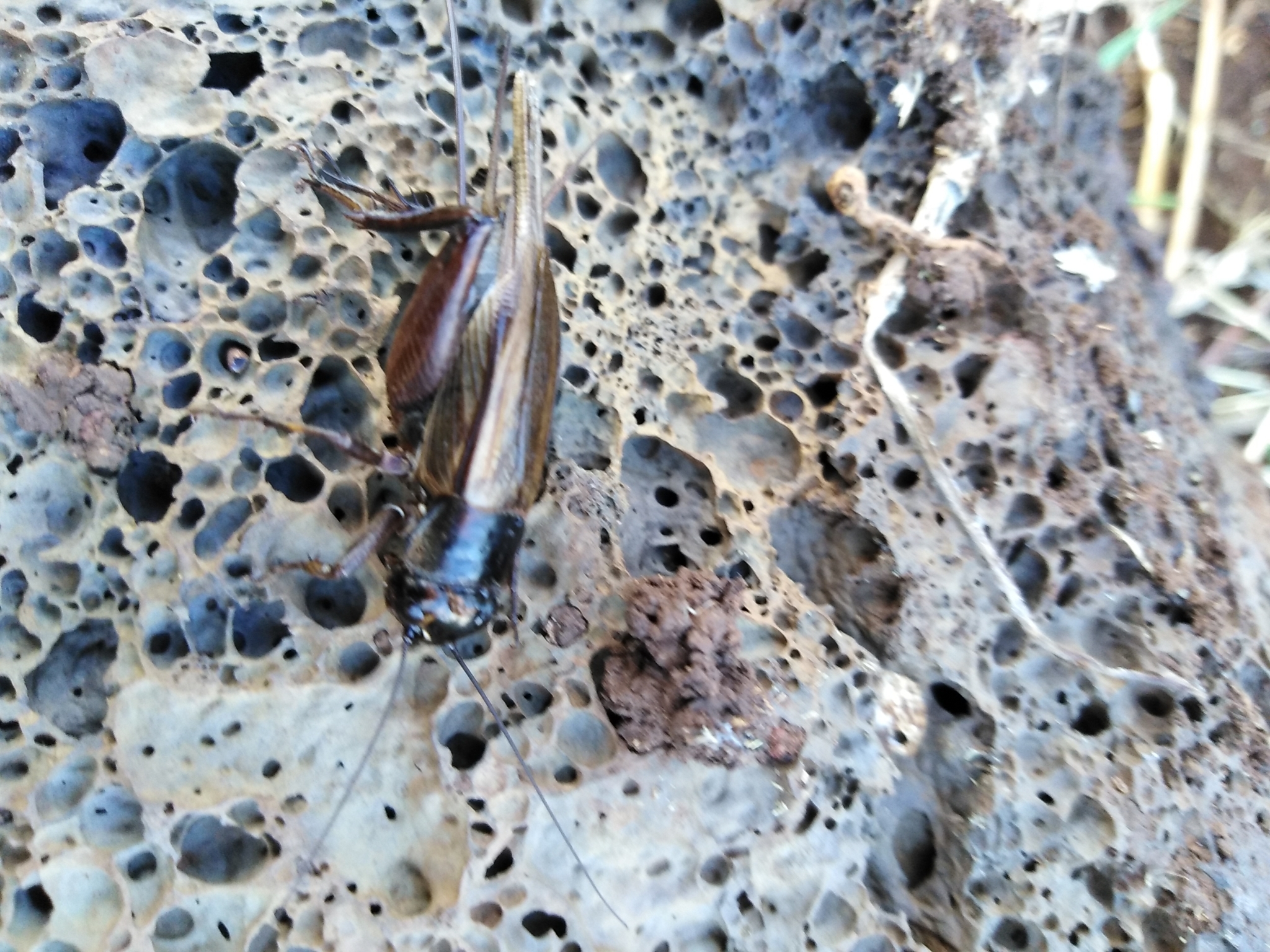 Teleogryllus oceanicus (Le Guillou, 1841)