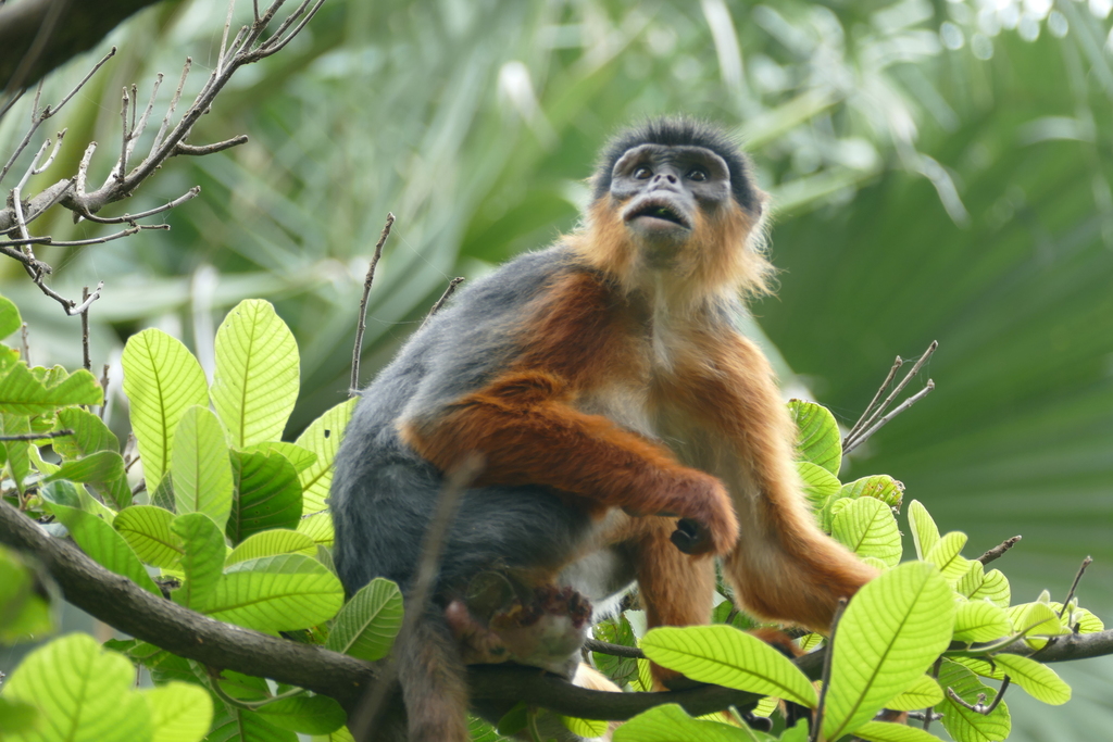 Western Red Colobus (Piliocolobus badius) - Know Your Mammals