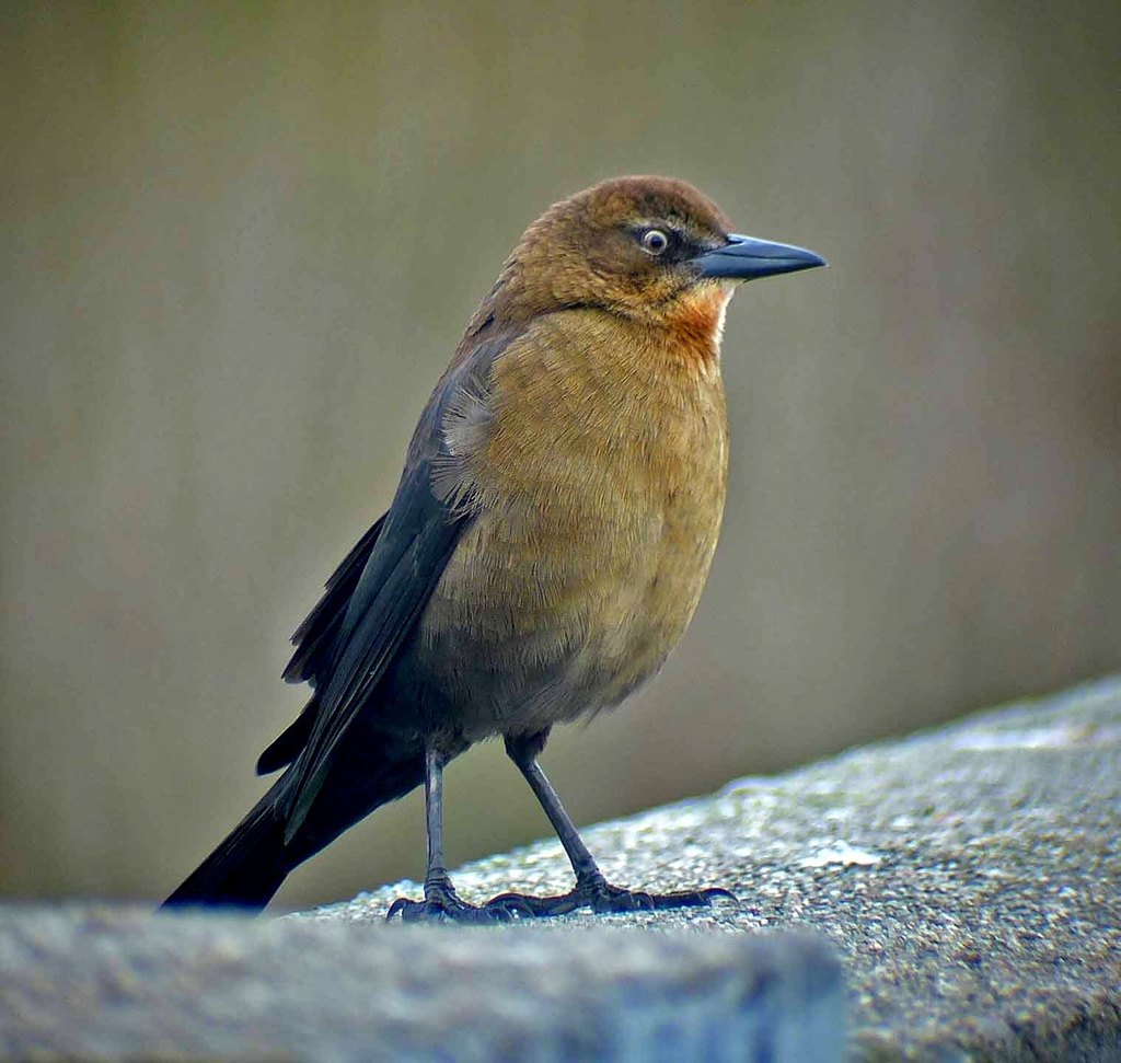 Great-tailed Grackle (COSA Birds) · BioDiversity4All