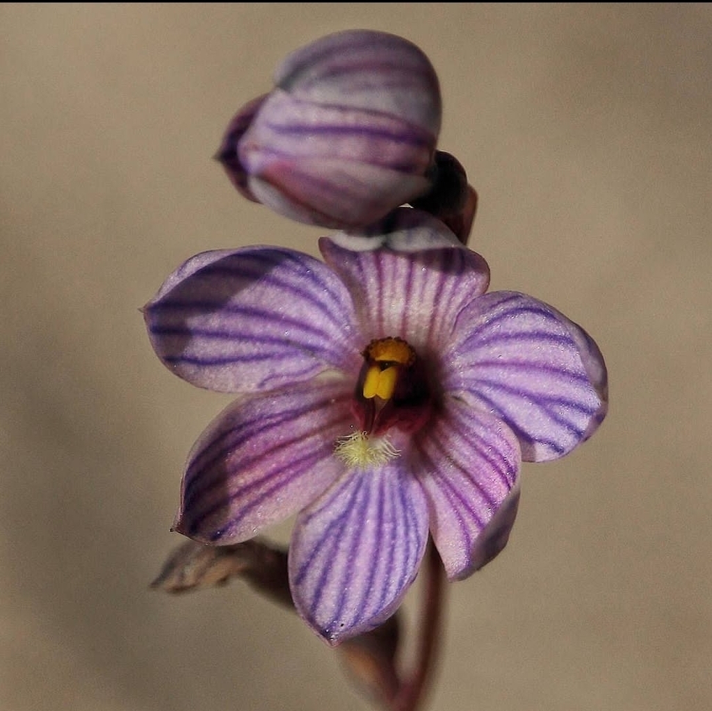 Bell sun orchid from Wongan Hills WA 6603, Australia on September 22 ...