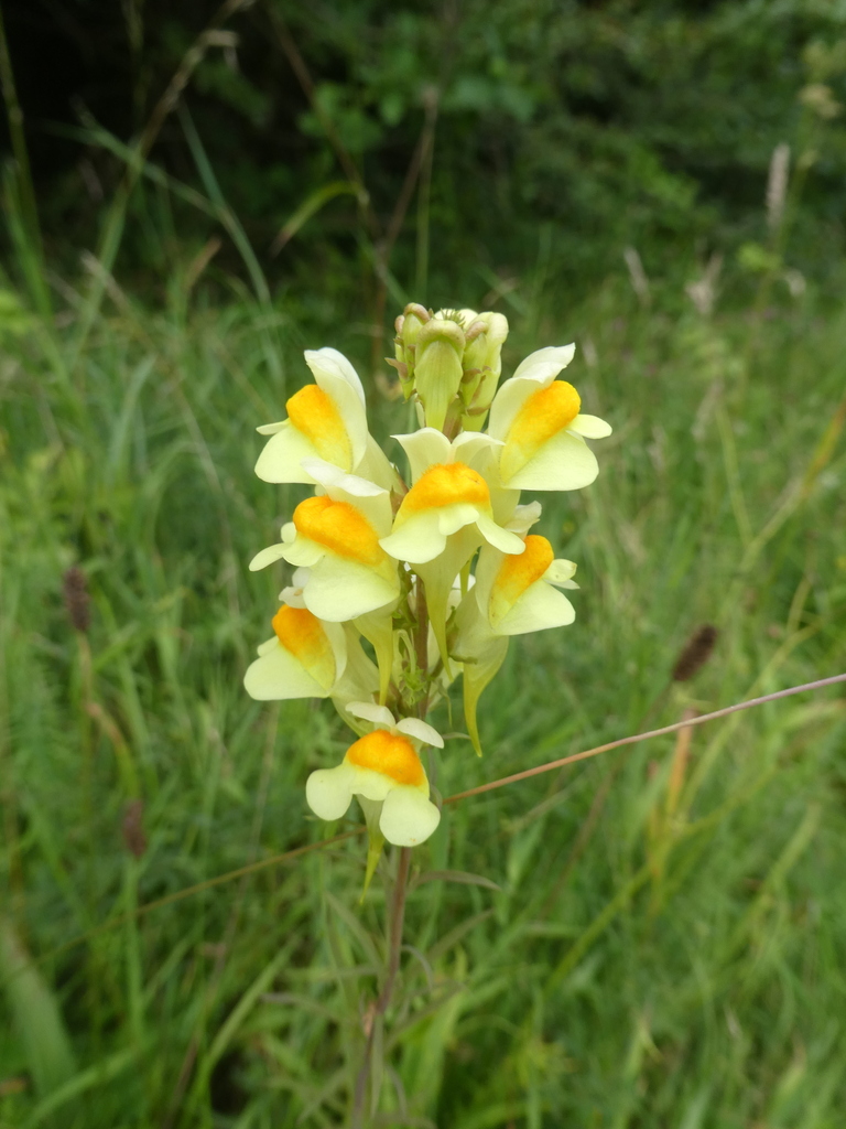 common toadflax from Dudley, UK on July 21, 2023 at 10:27 AM by ...