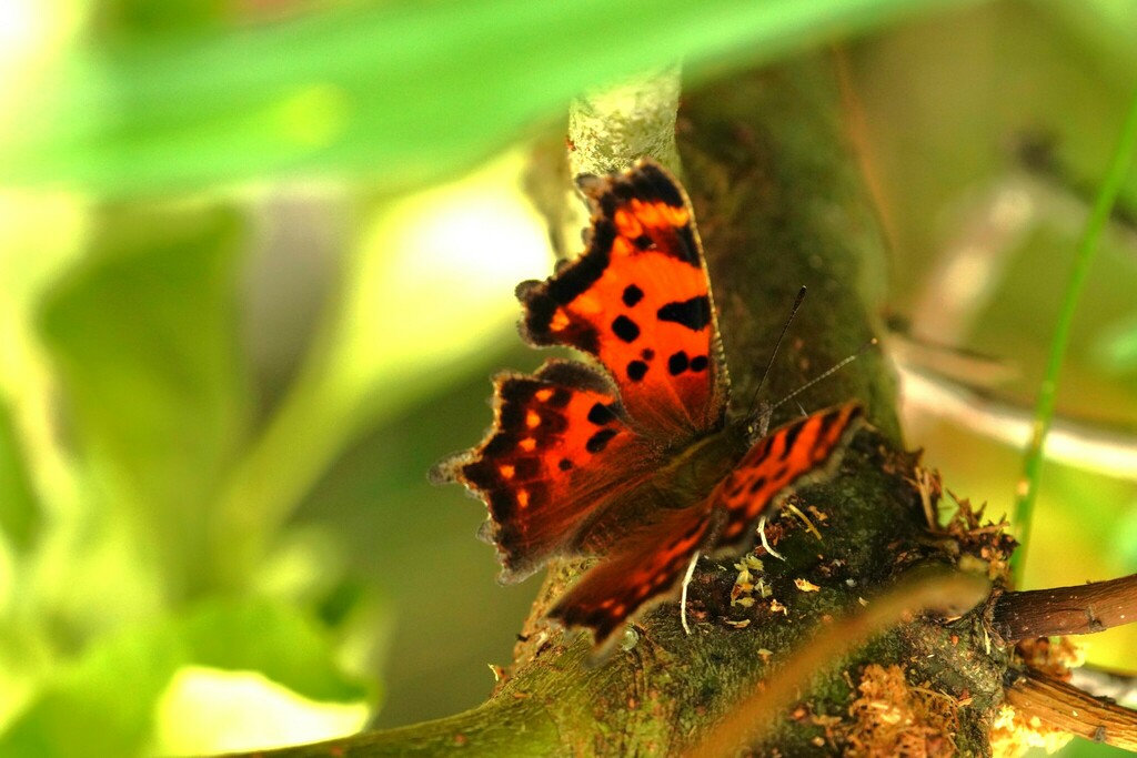 Green Comma from Caraquet, NB, Canada on July 21, 2023 at 11:08 AM by ...