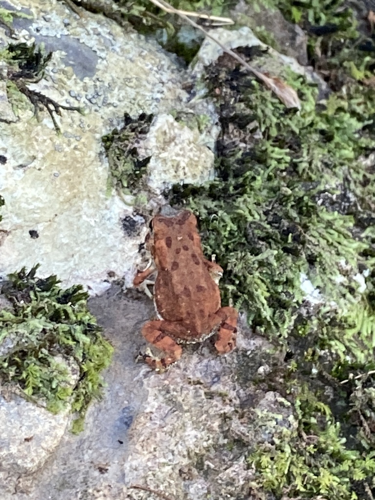 Southern Toad from Eno River, Hillsborough, NC, US on July 21, 2023 at ...