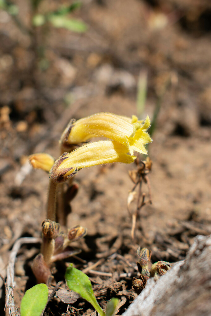 Aphyllon from Idaho County, ID, USA on July 15, 2023 at 12:34 AM by ...