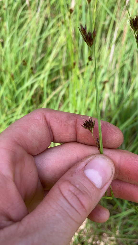 brownish beaked-rush from Henrico on July 21, 2023 at 11:40 AM by ...
