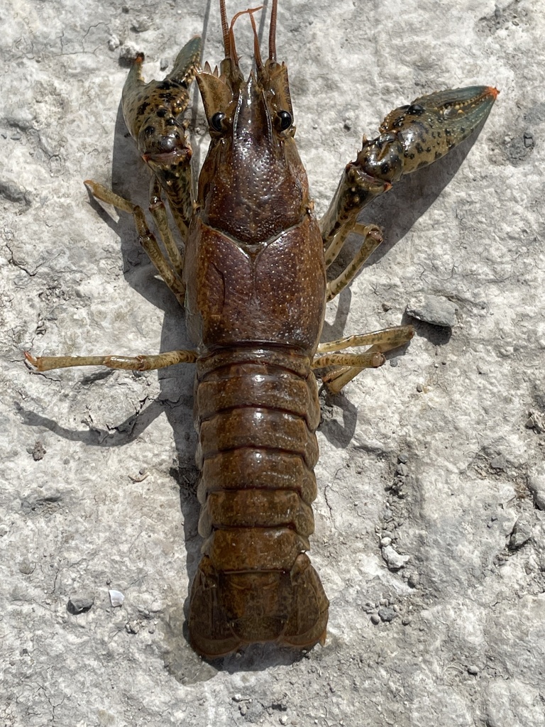 Water Nymph Crayfish from Dinosaur Valley State Park, Glen Rose, TX, US ...