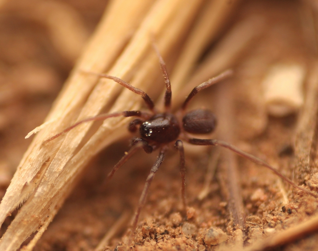 Ant Spiders from Location: 32.839531, -117.037142 on July 18, 2023 at ...