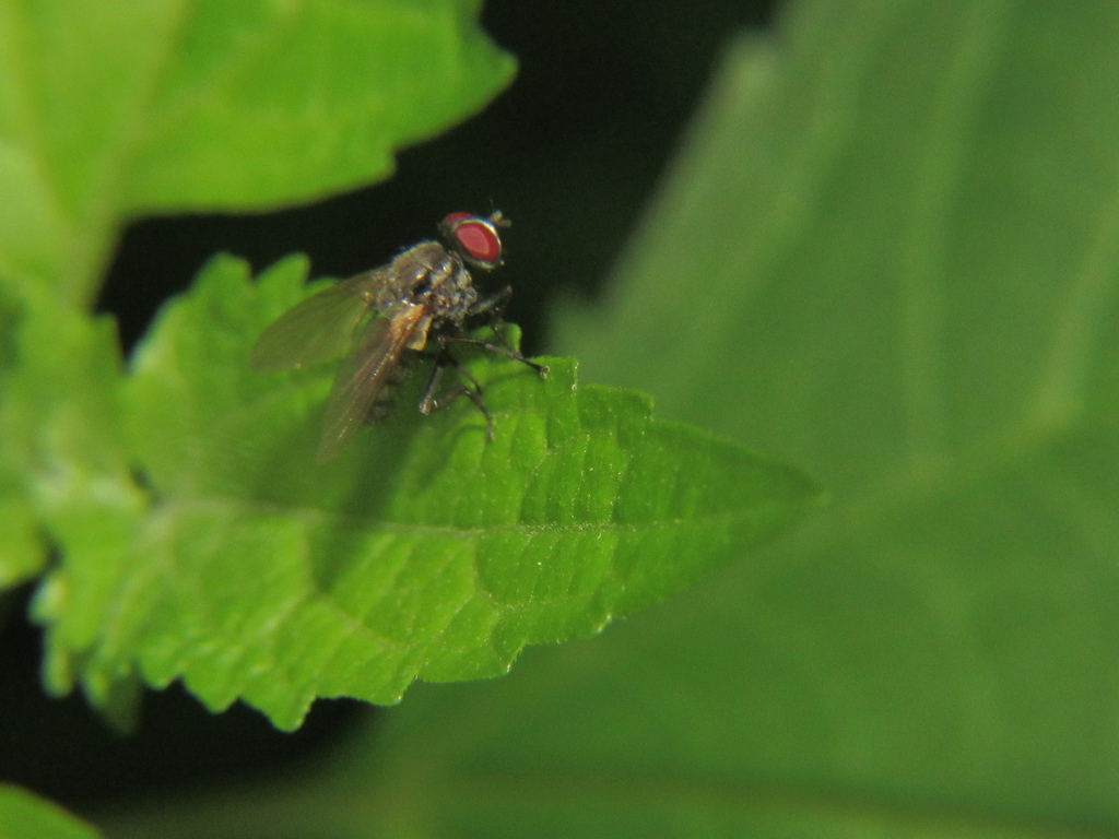 Muscoid Flies from 4655 Arrowhead Rd, West Bloomfield Township, MI ...