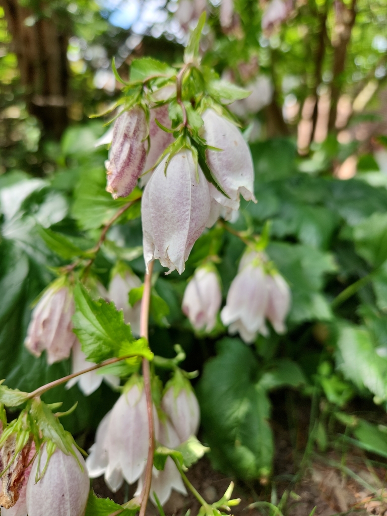 Spotted bellflower from Markham on July 21, 2023 at 01:44 PM by Brooke ...