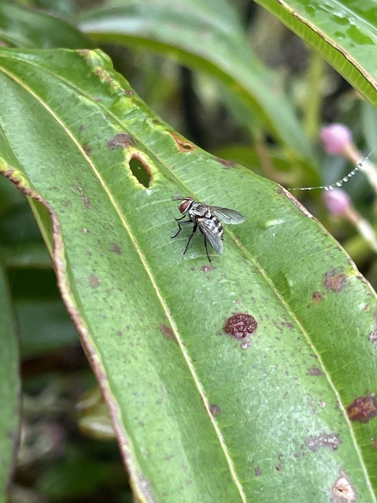 Avian Vampire Fly from Parque Nacional Galápagos, Santa Cruz, Galápagos ...
