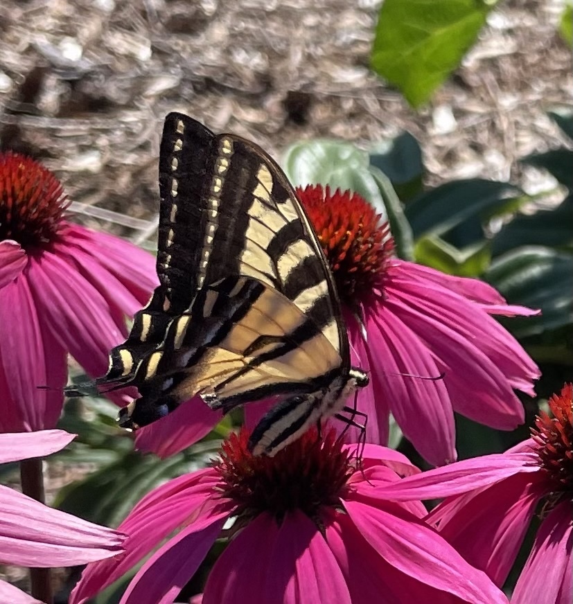 Western Tiger Swallowtail from Fraser Valley, BC, CA on July 19, 2023 ...
