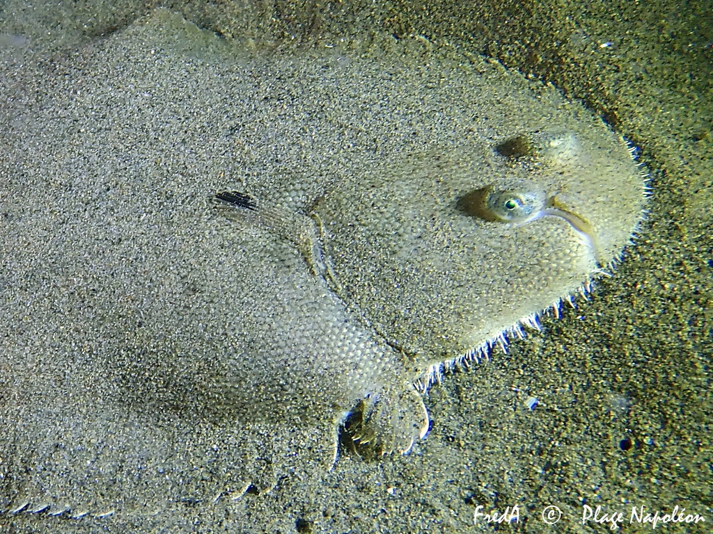 Common Sole (Solea solea) - Marine Life Identification