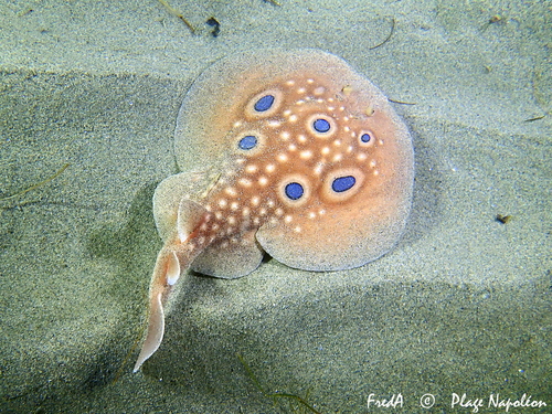 Torpedoes (Family Torpedinidae) · iNaturalist