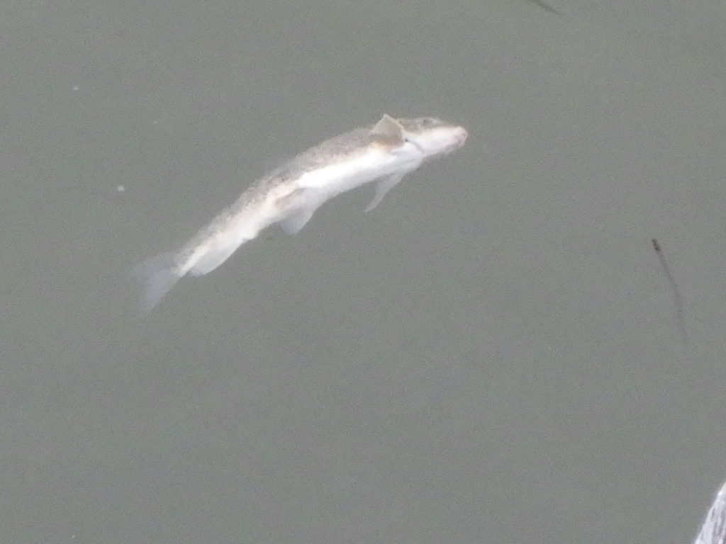 White Sucker from Manitowoc County, WI, USA on June 25, 2023 at 01:23 ...