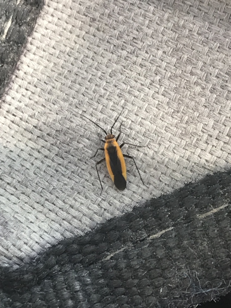 Black Locust Bug from Shelburne Museum, Shelburne, VT, US on July 21 ...
