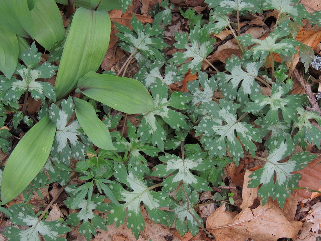 bluntleaf waterleaf (Clay Hill Memorial Forest Plants- Feather Creek ...