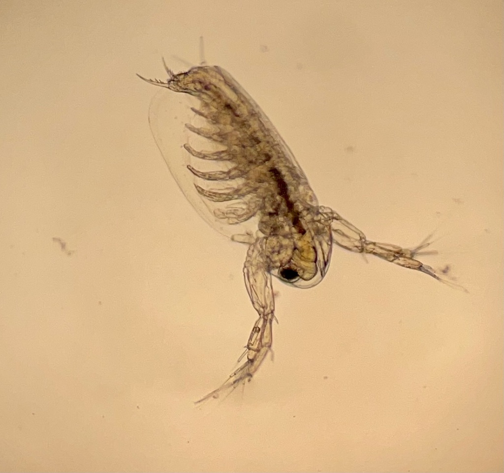 Sida crystallina from Венёвский район, Тульская область, RU on July 21 ...