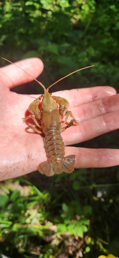 Devil Crayfish from Healy St - South Building, Farmville, VA 23901, USA ...
